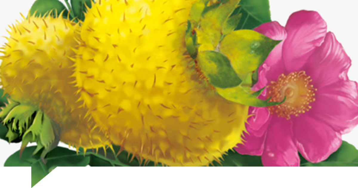 Ci Li (Rosa roxburghii) / fuente de SOD, Vitamina C y polifenoles ...